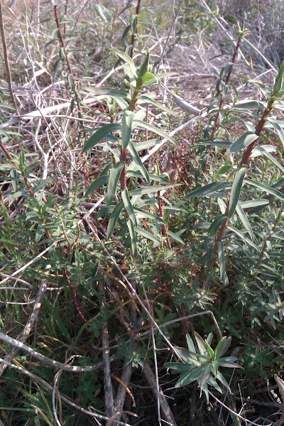 Geraldton carnation weed | Project Noah