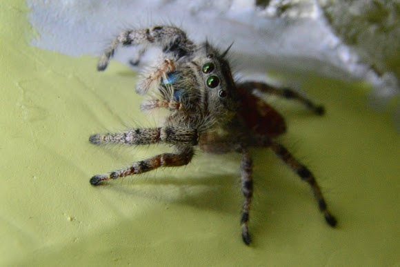 Red-backed Jumping Spider | Project Noah