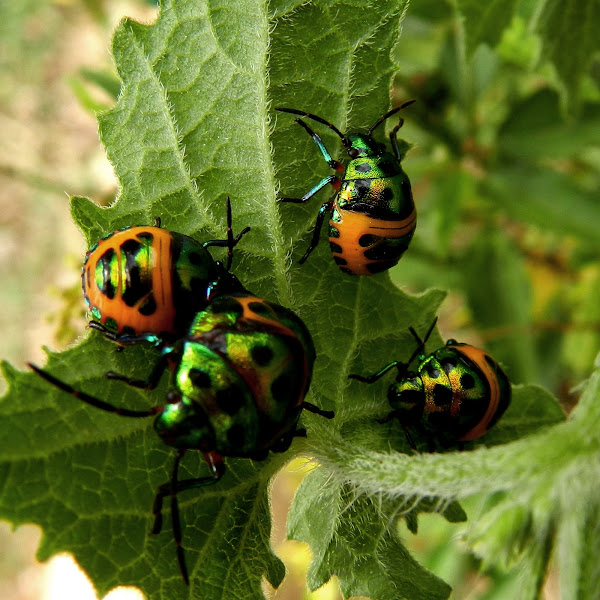 Indian Jewel Bug | Project Noah