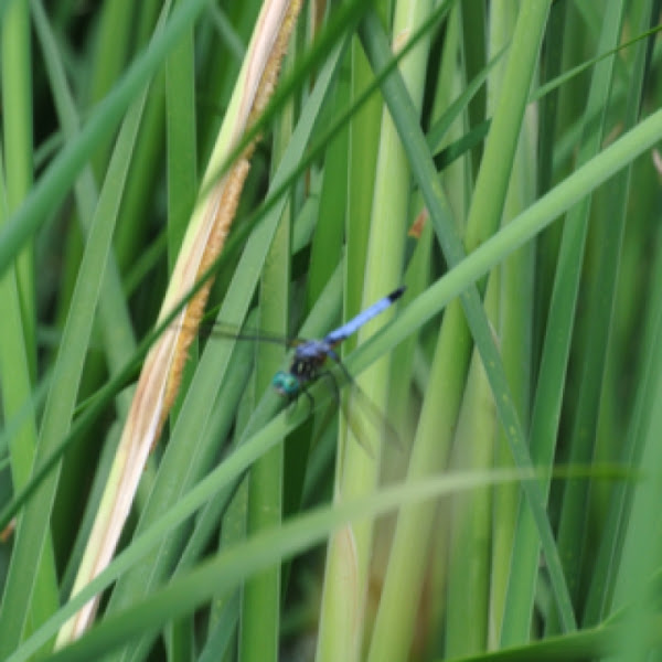 Blue Dasher | Project Noah