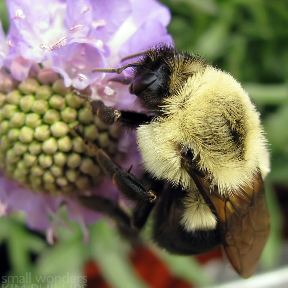 Common Eastern Bumble Bee - queen | Project Noah