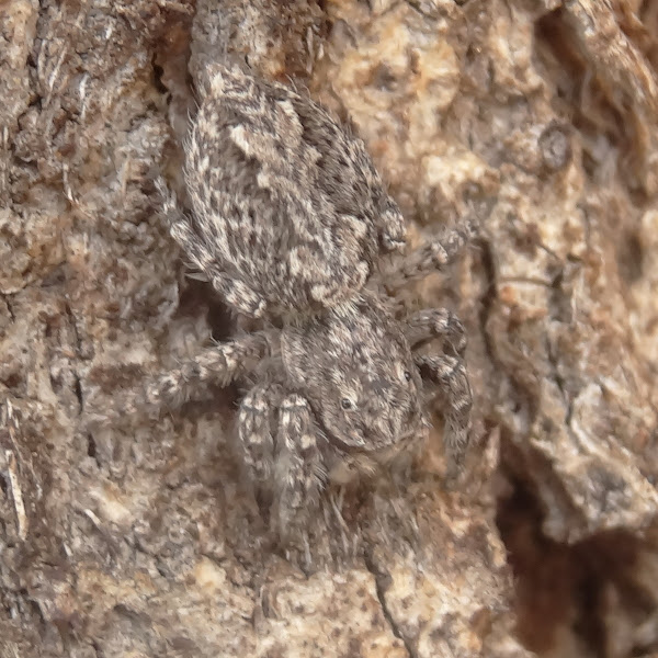 Bark jumping Spider | Project Noah