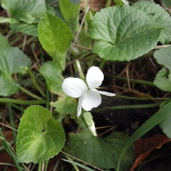 Common dog violet - white | Project Noah