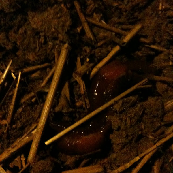 Earthworms | Project Noah