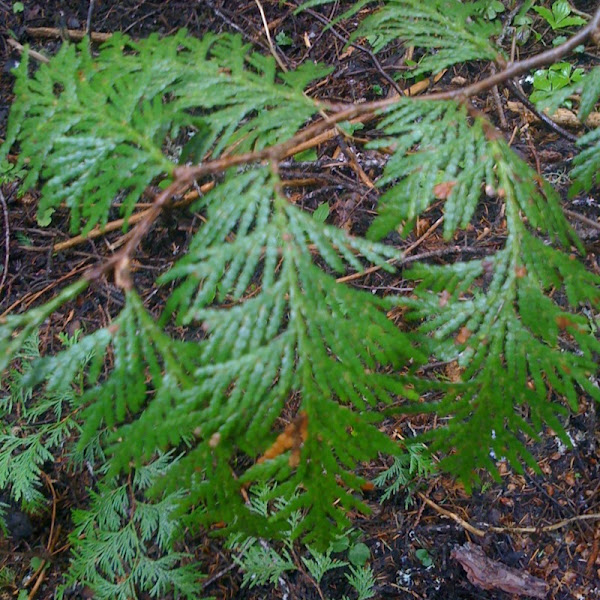 Western Red Cedar | Project Noah