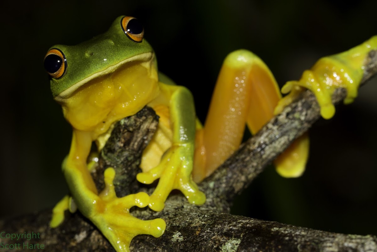 Orange-thighed Tree Frog | Project Noah