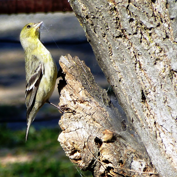 Lesser Gold Finch | Project Noah