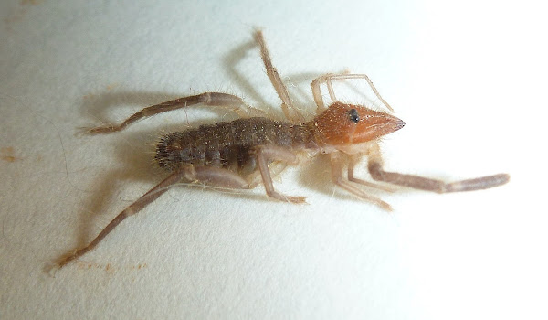 Solifugid Wind Scorpion or Sun Spider | Project Noah