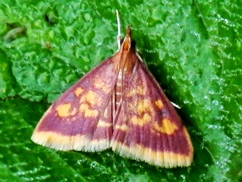 Mint-loving Pyrausta | Project Noah