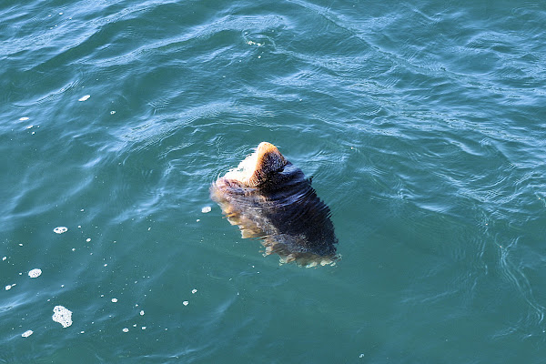 Australian Giant Cuttlefish (Dead) | Project Noah