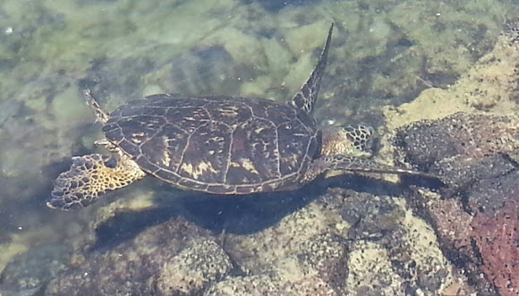 sea turtle | Project Noah