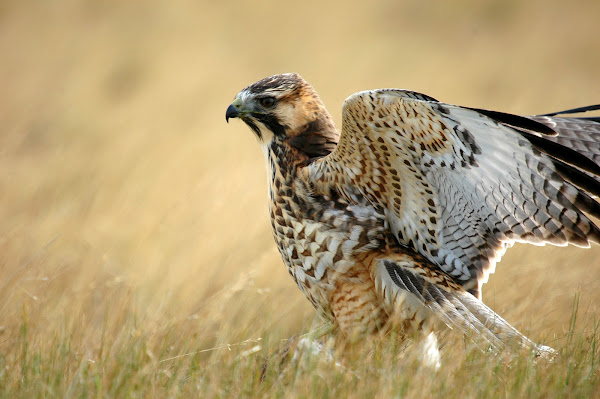 Red Backed Hawk juvenile | Project Noah