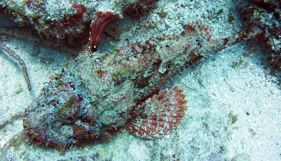 Spotted Scorpionfish | Project Noah