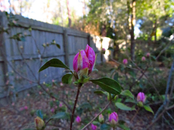 Azalea | Project Noah