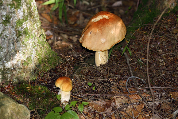 bolet amer | Project Noah