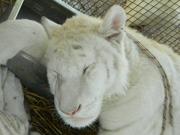 Tigre de Bengala | Project Noah