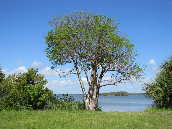 Gumbo limbo tree | Project Noah