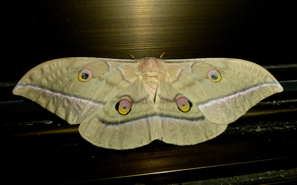 Japanese Silk Moth | Project Noah