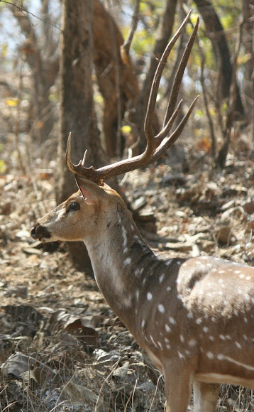 Chital(male) | Project Noah