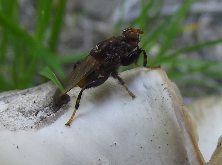 Fungus fly | Project Noah