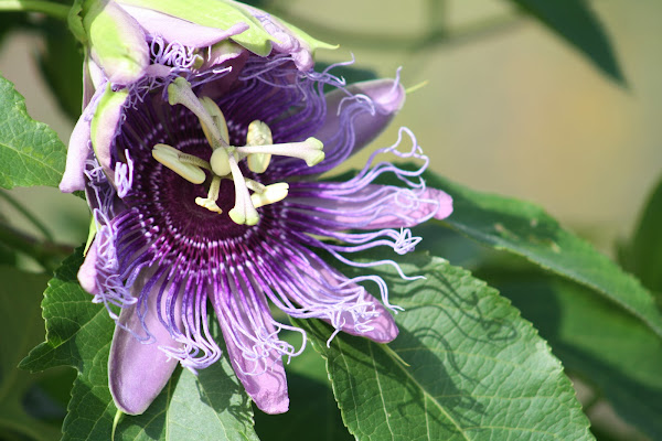Passionflower | Project Noah