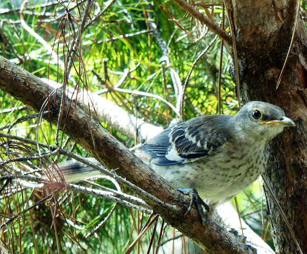 Juvenile Mockingbird | Project Noah