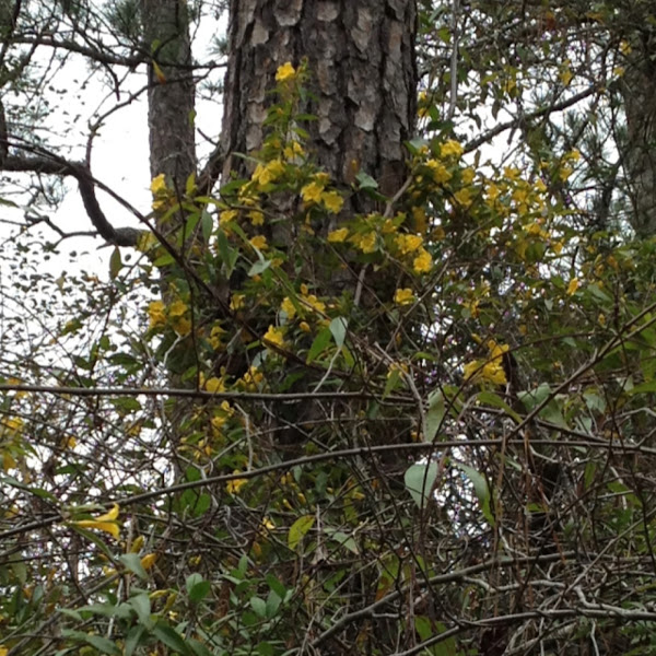 Jasmine | Project Noah