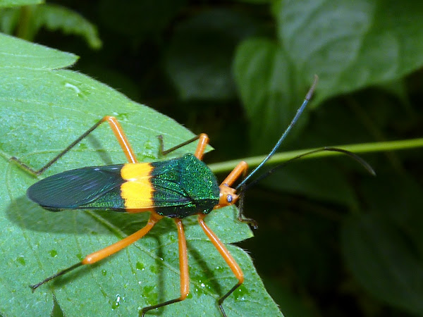 insecto | Project Noah