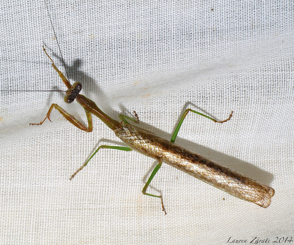 Mantid | Project Noah