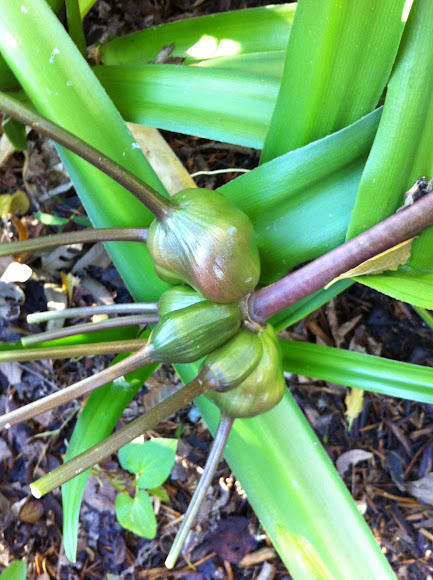 Southern Swamp Lily | Project Noah