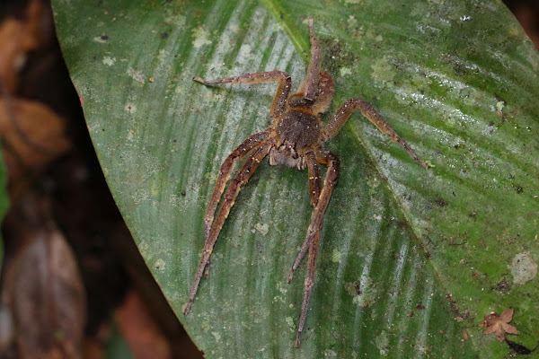 Brazilian Wandering Spider | Project Noah