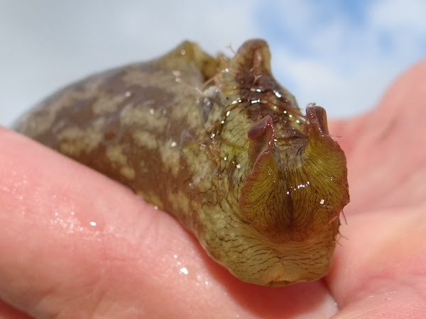 Sooty Sea Hare | Project Noah