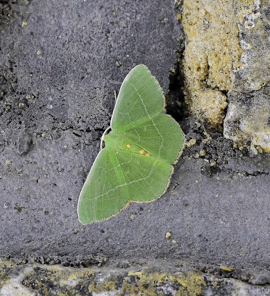 Red-fringed Emerald | Project Noah