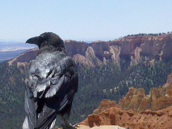 Raven | Project Noah