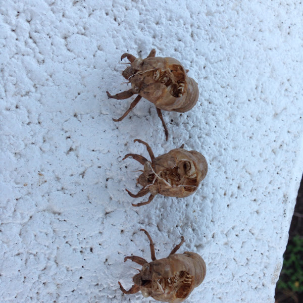 Cicada shells | Project Noah