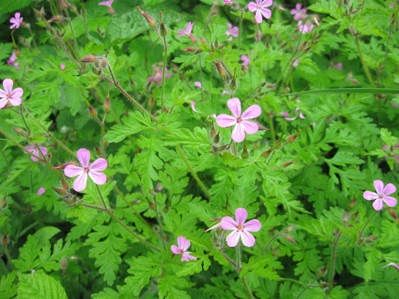 Herb Robert or Stinky Bob | Project Noah