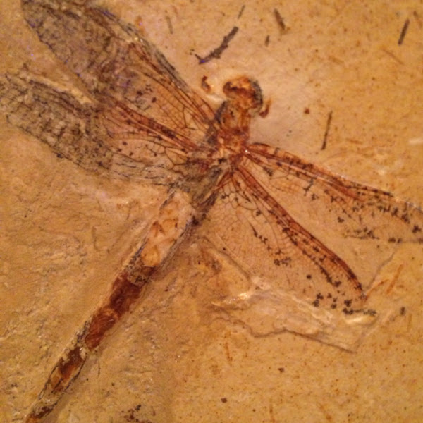 Libélula (fóssil) | Project Noah