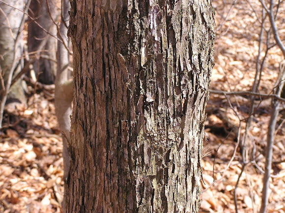 Eastern Hop Hornbeam | Project Noah