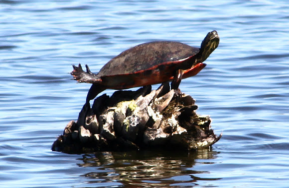 Eastern River Cooter | Project Noah