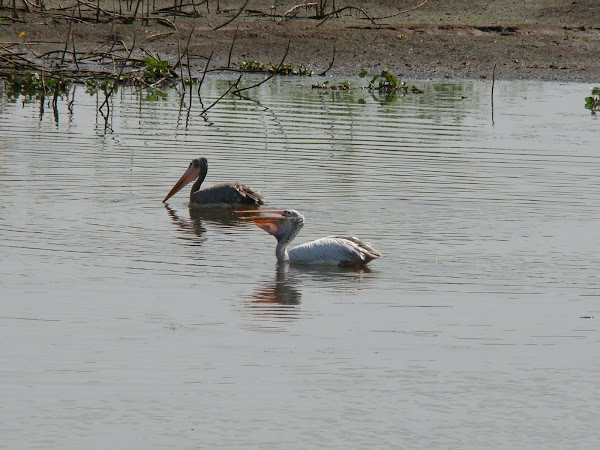 Spot-billed Pelican / Grey Pelican | Project Noah