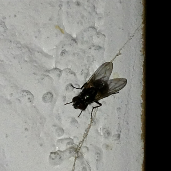 House fly | Project Noah