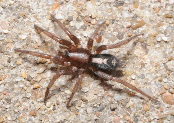 Eastern parson spider | Project Noah