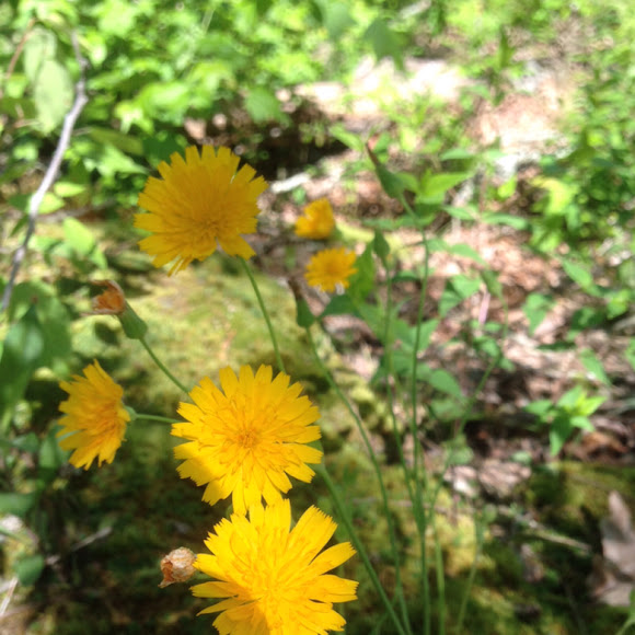 Two-flowered Cynthia | Project Noah