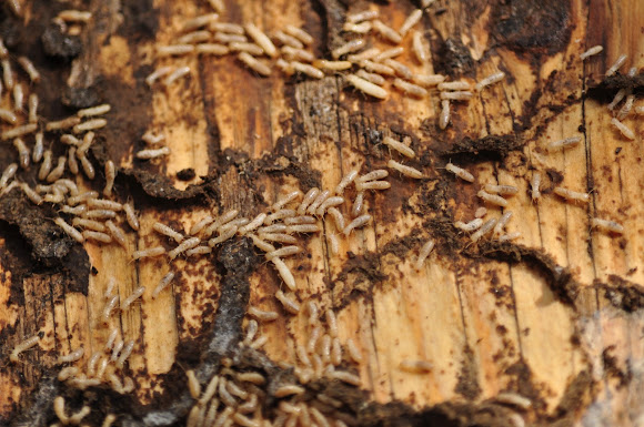 Eastern Subterranean Termite | Project Noah