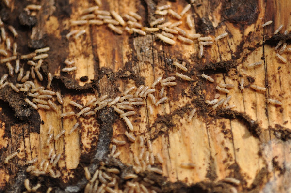 Eastern Subterranean Termite | Project Noah