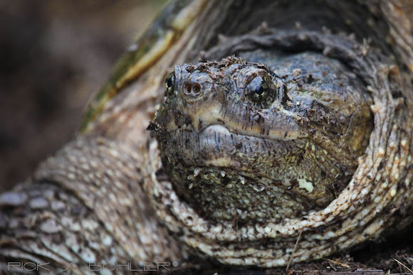 Common Snapping Turtle | Project Noah