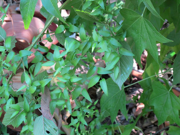 African Asparagus Fern | Project Noah