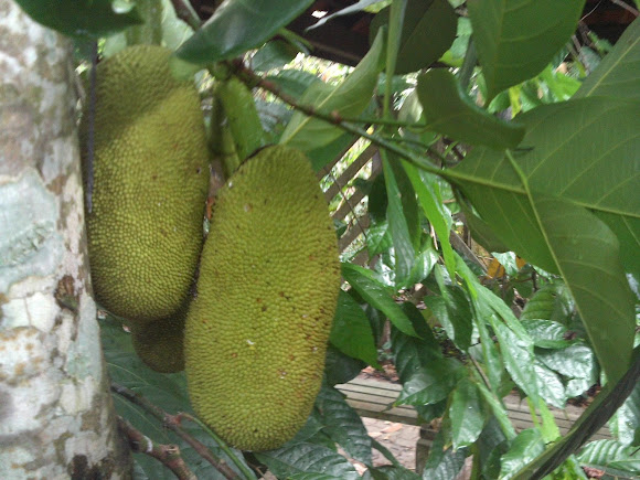 Jackfruit | Project Noah