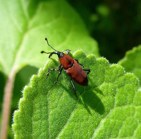 Red Weevil | Project Noah