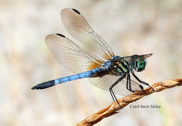 Blue Dasher Dragonfly | Project Noah